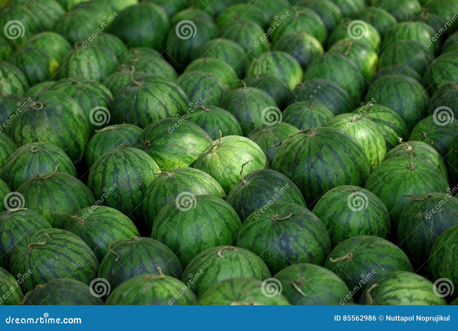 Many Big Sweet Green Watermelons Stock Photo - Image of fresh, piece ...