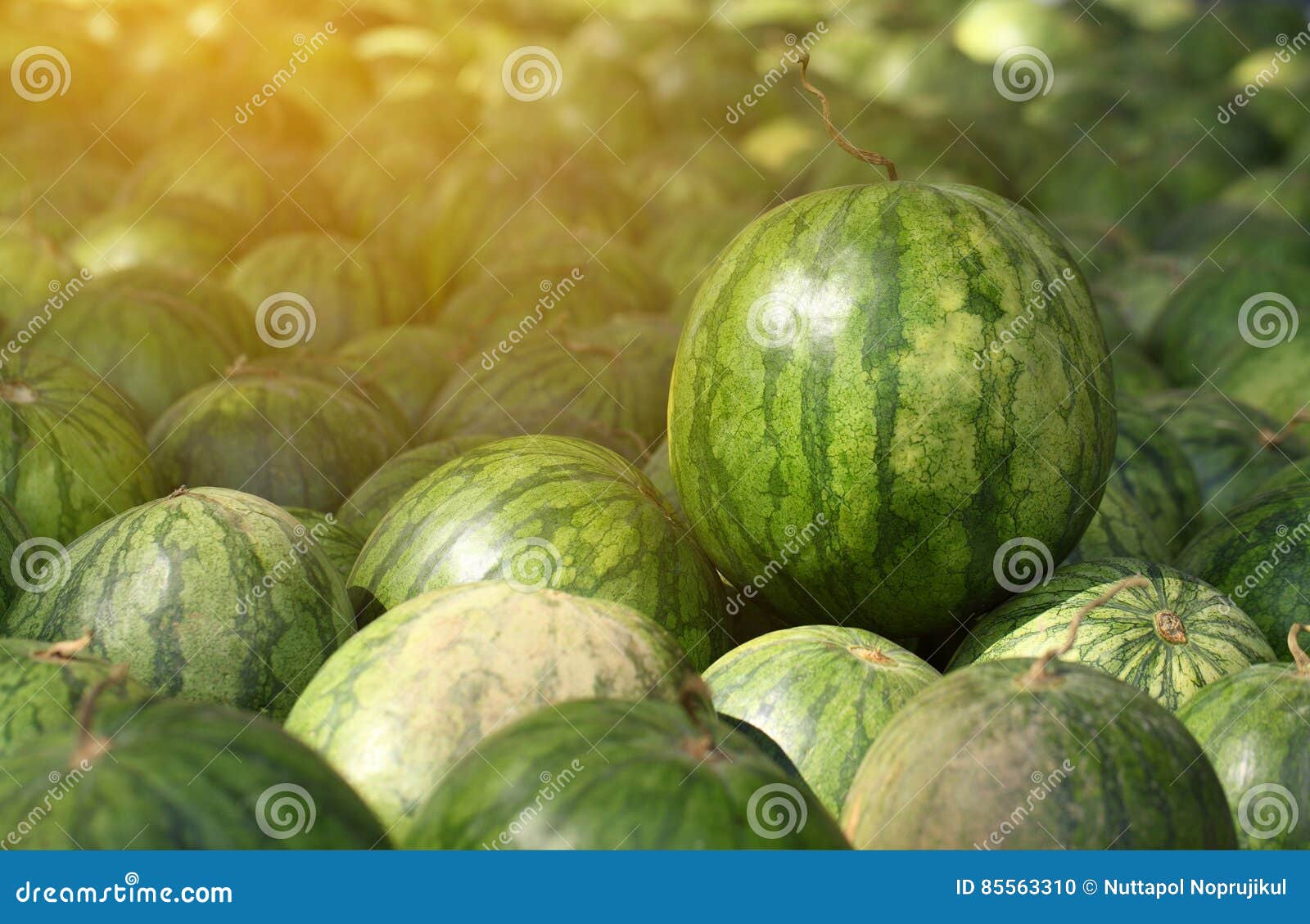 Many Big Sweet Green Watermelons Stock Photo - Image of summer, outside ...