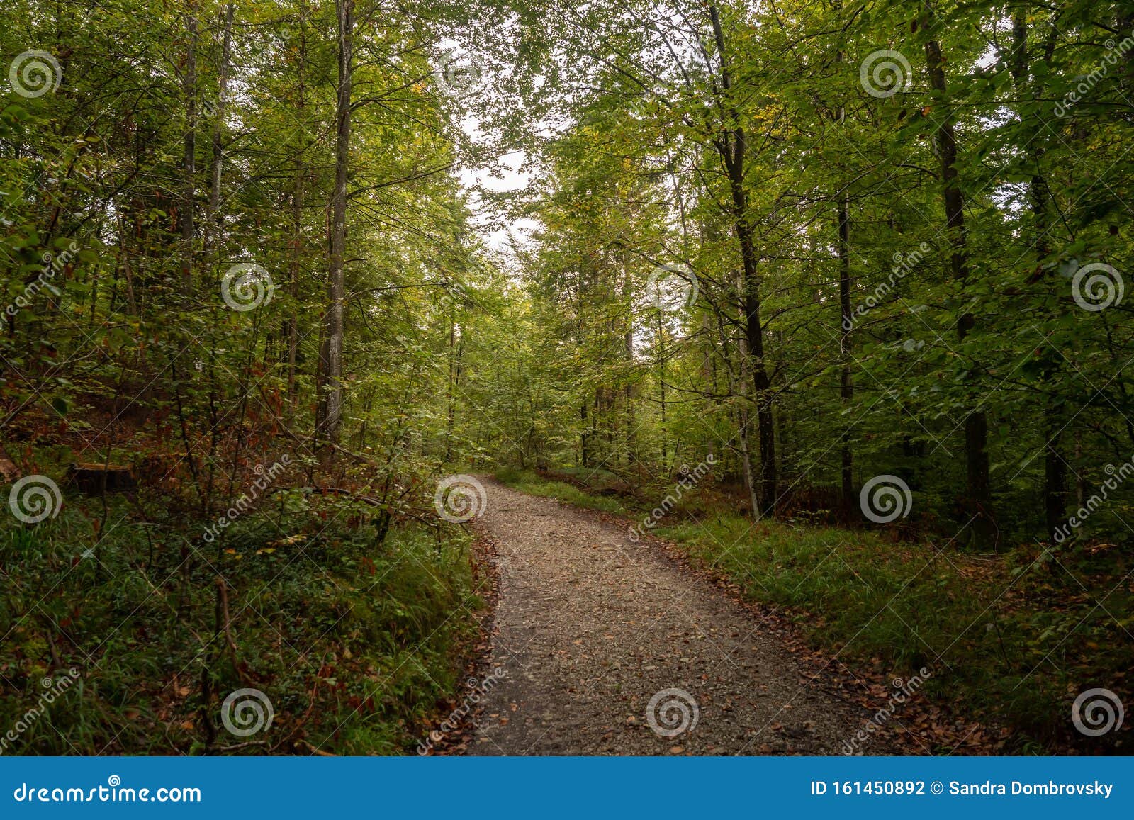 Many Big Trees in the Forest, Right in the Middle is a Path Stock Photo ...