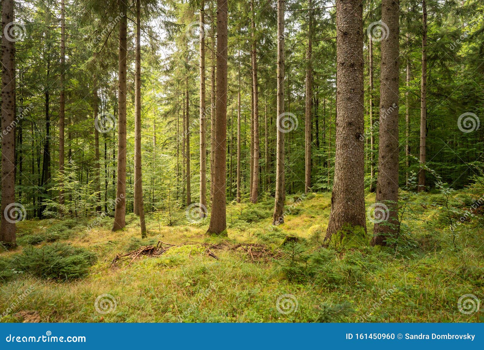 Many Big Trees in the Forest, Right in the Middle is a Path Stock Photo ...