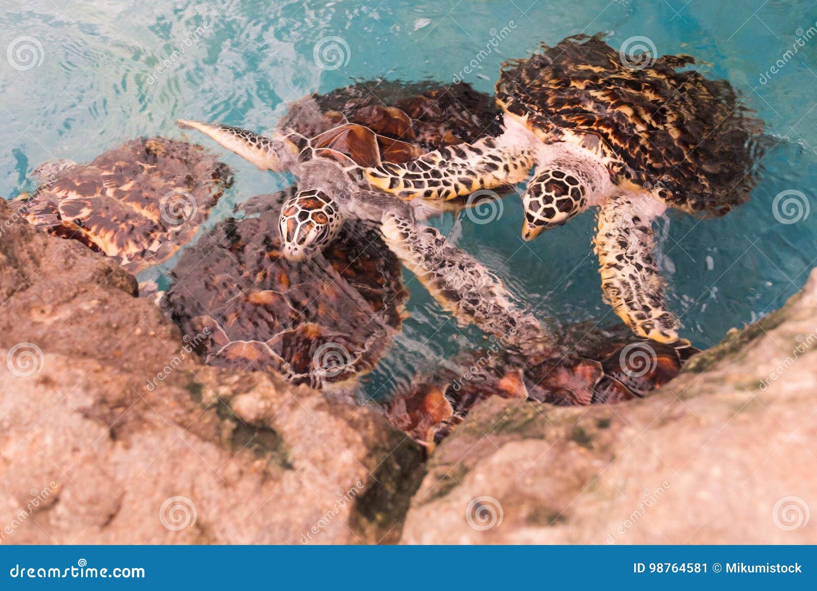 Many big turtle sea. stock image. Image of manny, reptile - 98764581