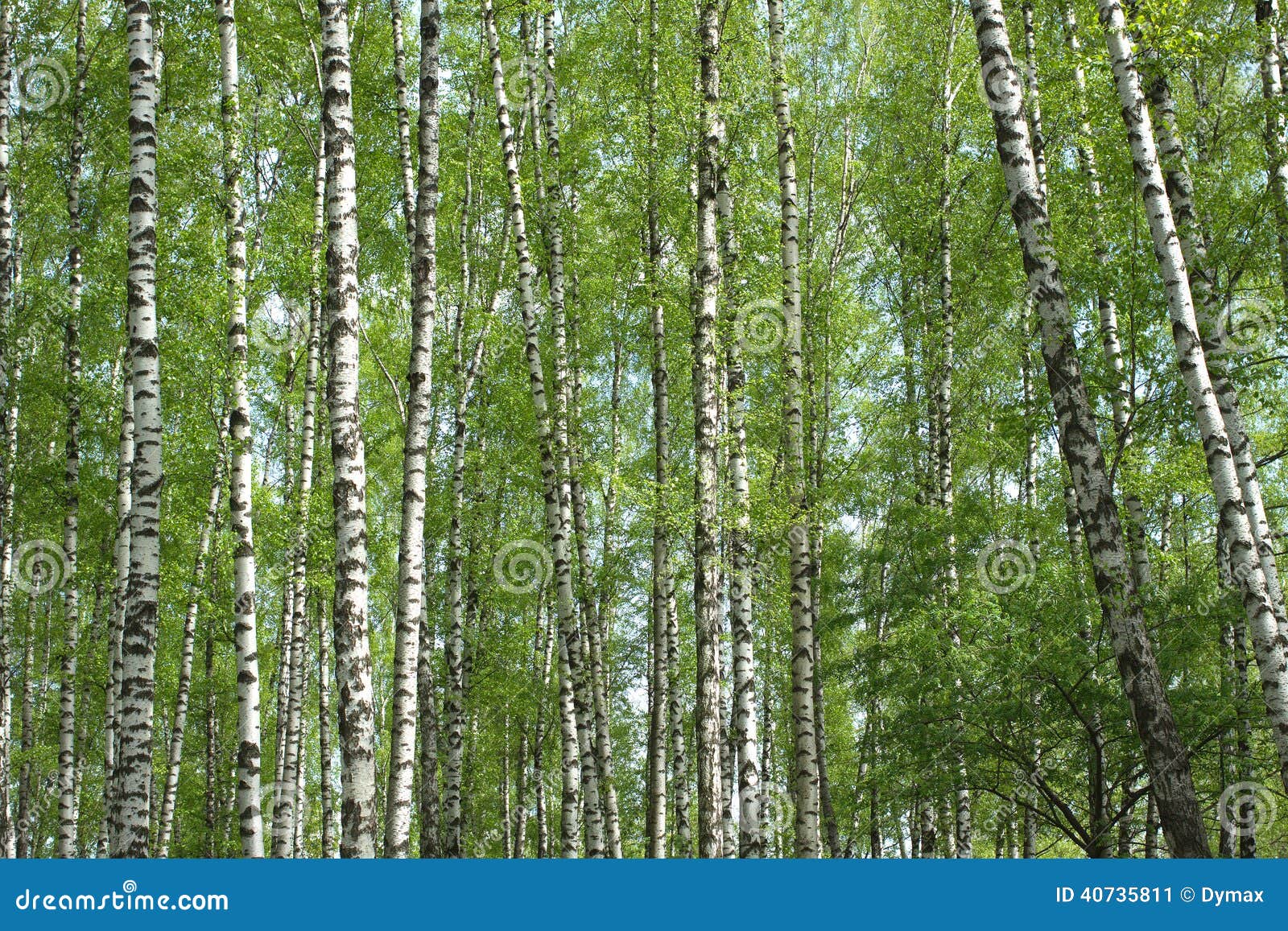 Many Birch Branches Blossom in Spring Stock Image - Image of spring ...