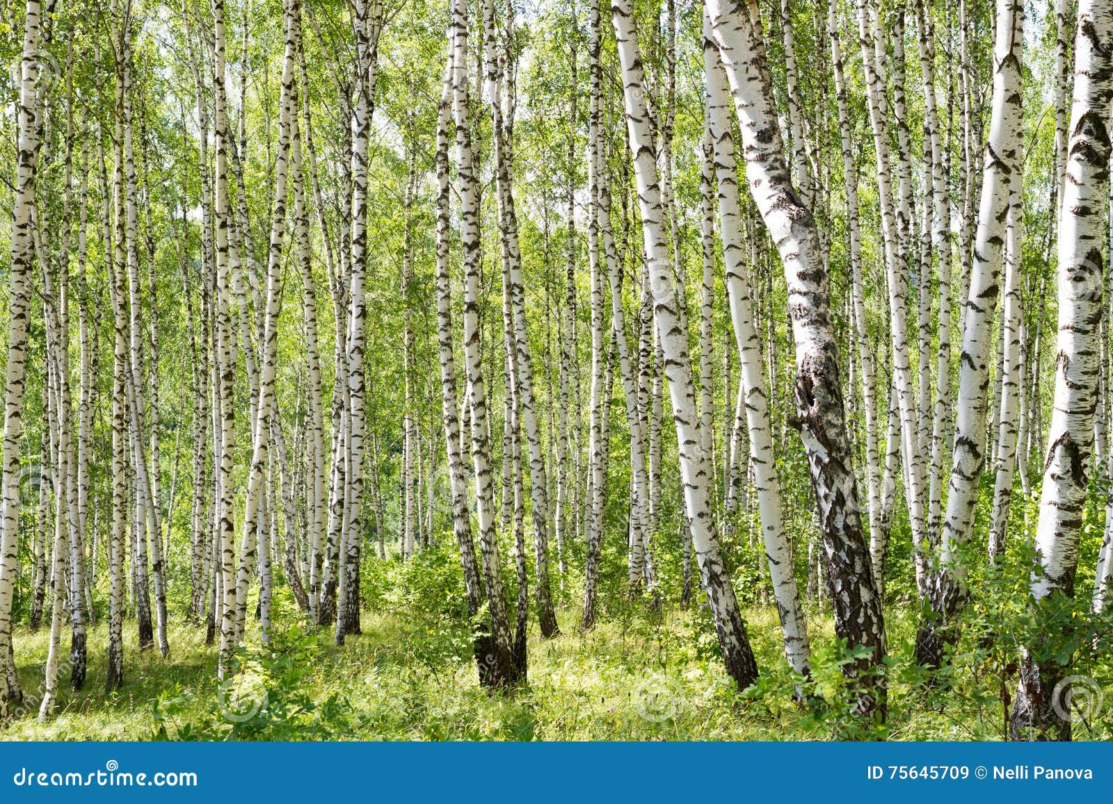 Many Birch Trees in the Forest Stock Image - Image of hike, season ...