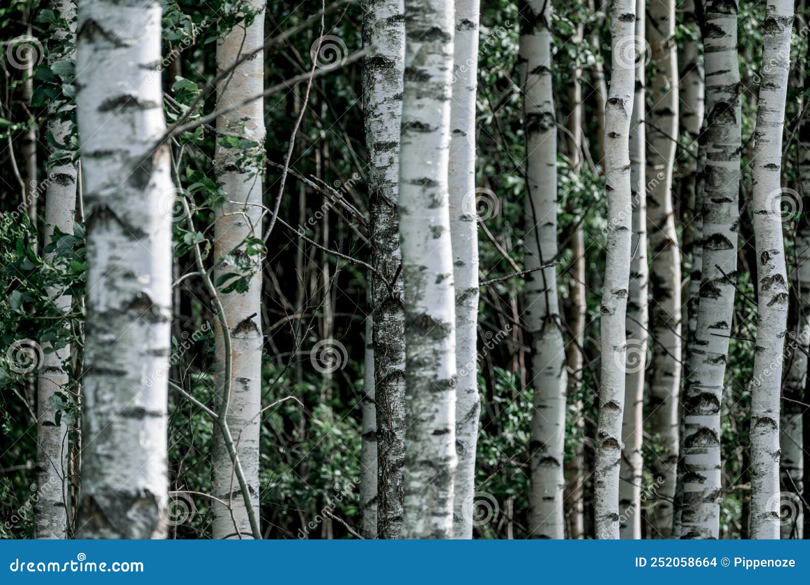 Many Birch Trees Trunks Growing Natural in Nature Stock Photo - Image ...