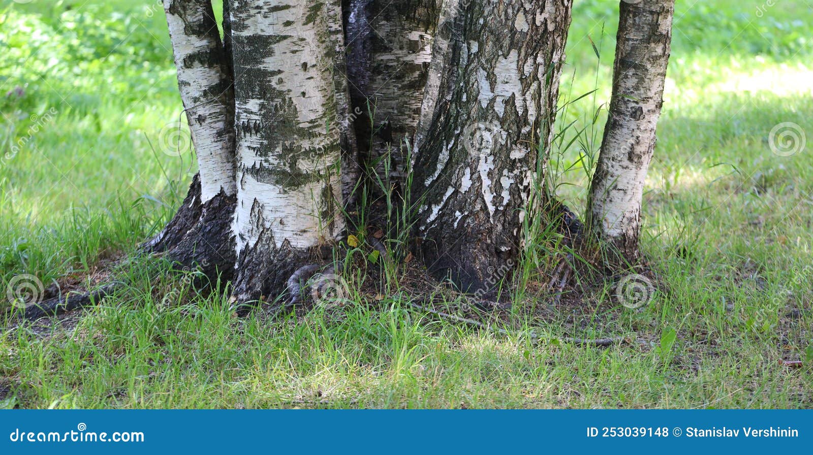 Many Birch Trunks Grow from One Root Stock Photo - Image of plant ...