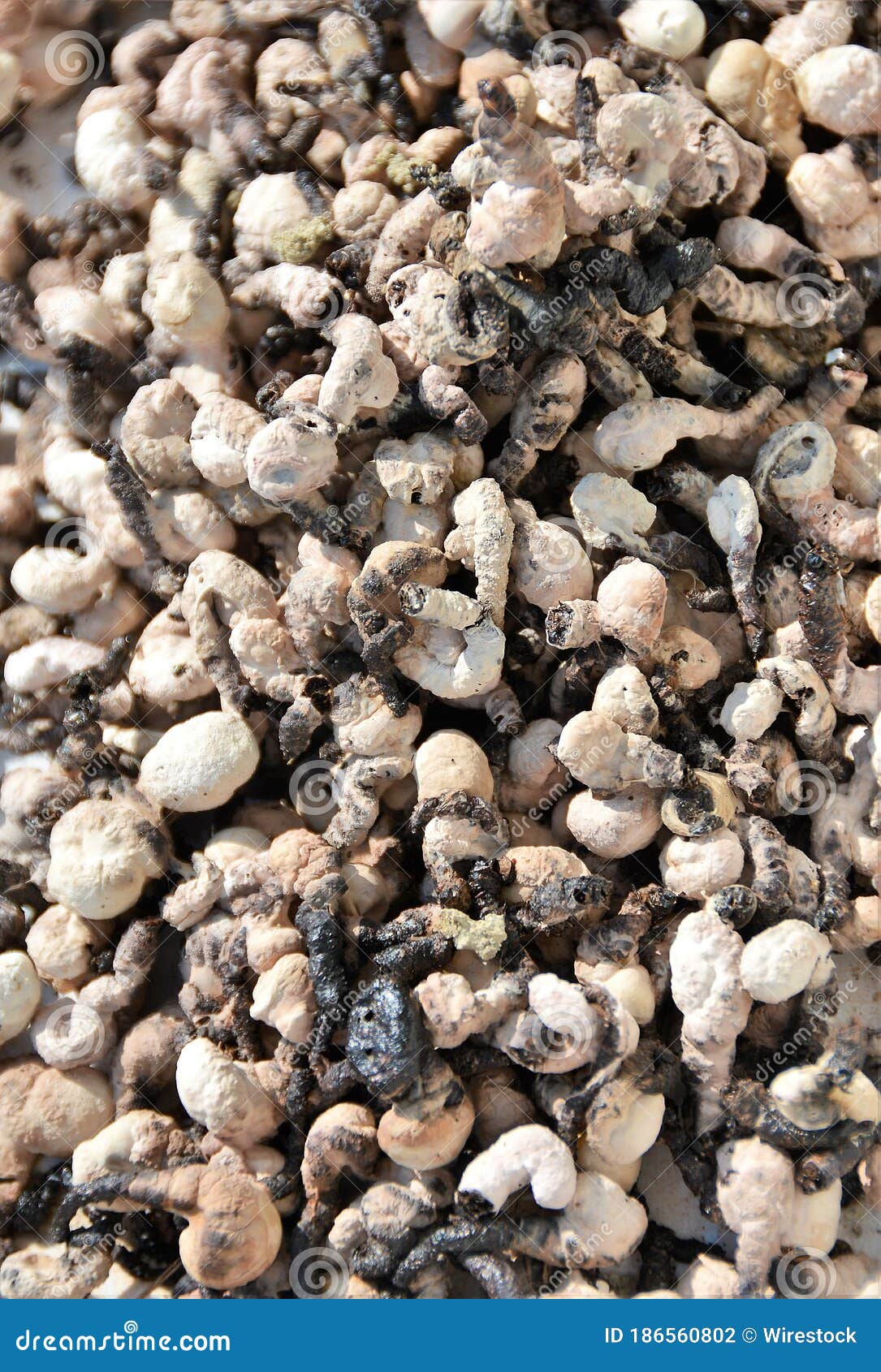 Many bird poo stock photo. Image of pattern, mess, dirt - 186560802