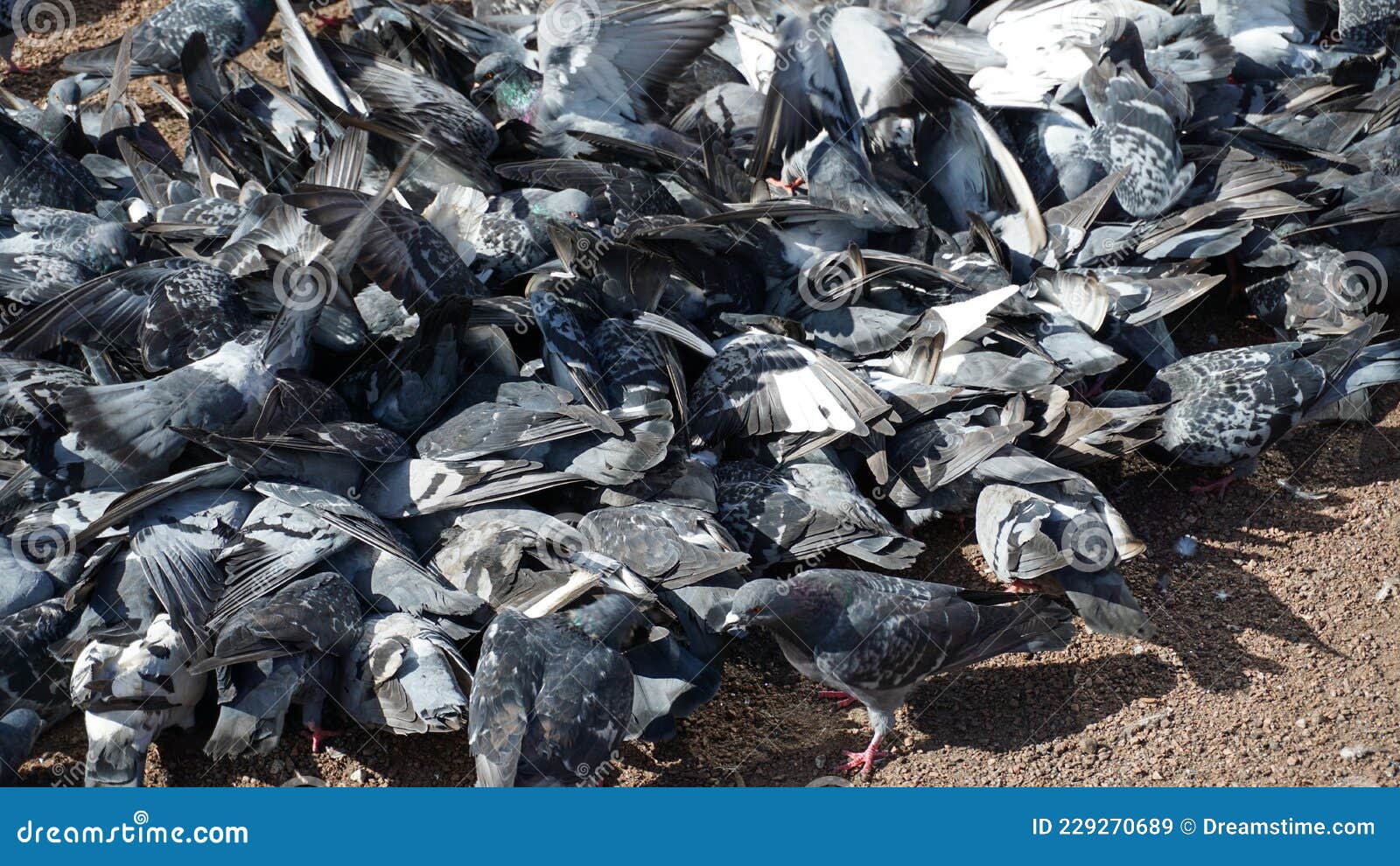 So many bird wants eat stock image. Image of reptile - 229270689