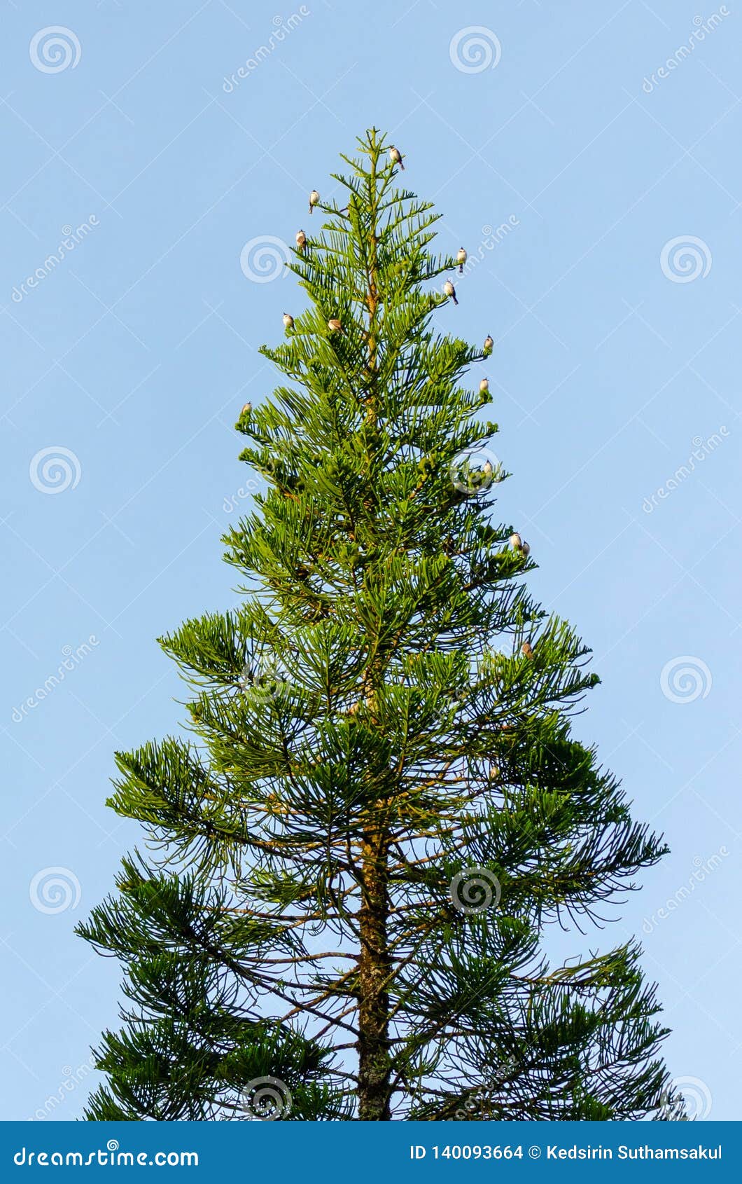 Many Birds Catch on Pine Tree Stock Photo - Image of pine, delta: 140093664