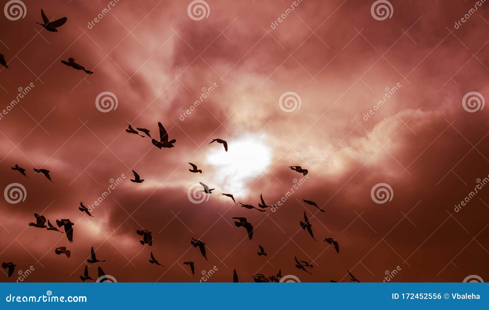 Many Birds Flying in Dramatic Sky before Storm Stock Photo - Image of ...