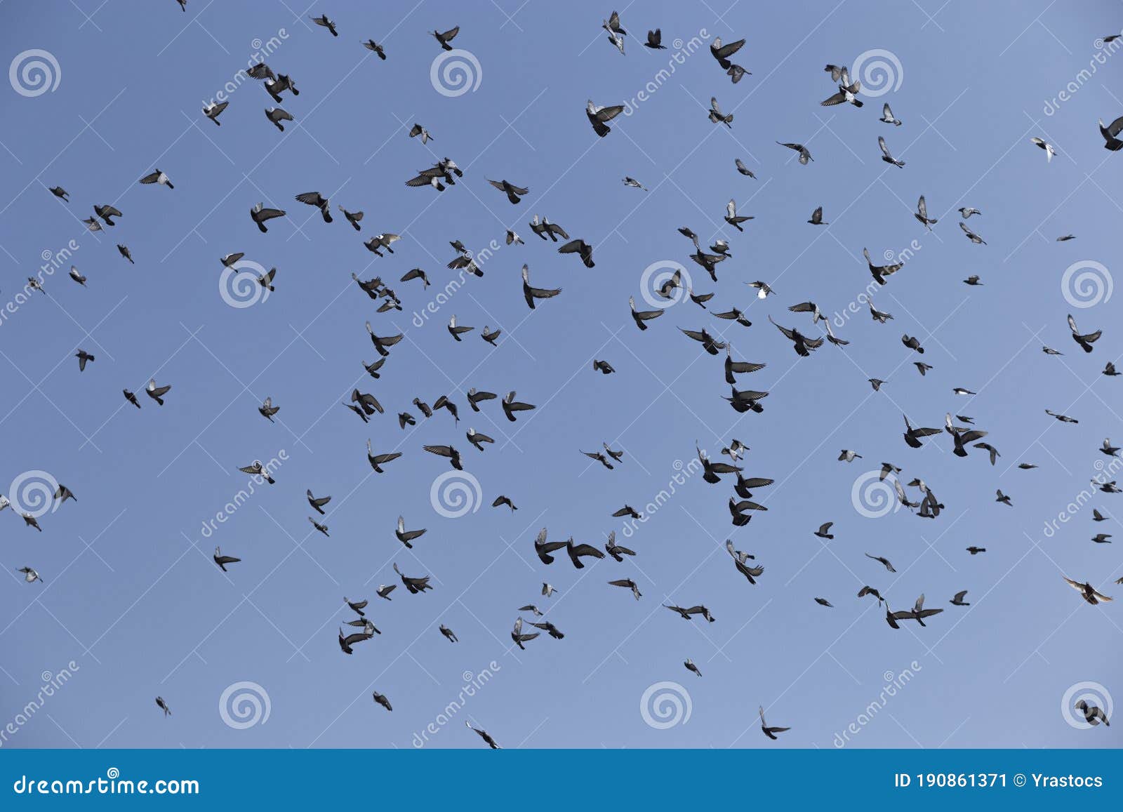 Many birds flying in sky stock image. Image of silhouette - 190861371