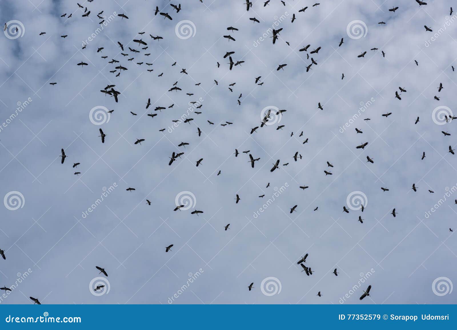 Many birds flying stock image. Image of animal, blue - 77352579