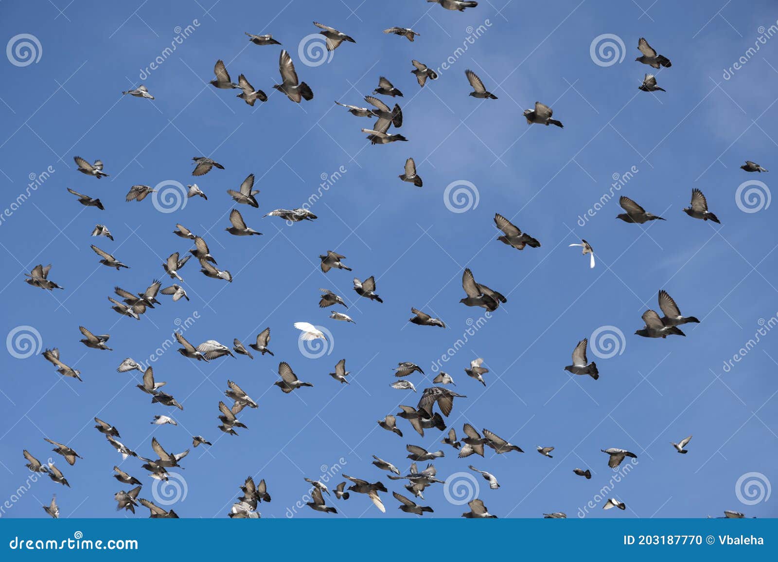 Many Birds Flying in the Sky Stock Photo - Image of bright, environment ...