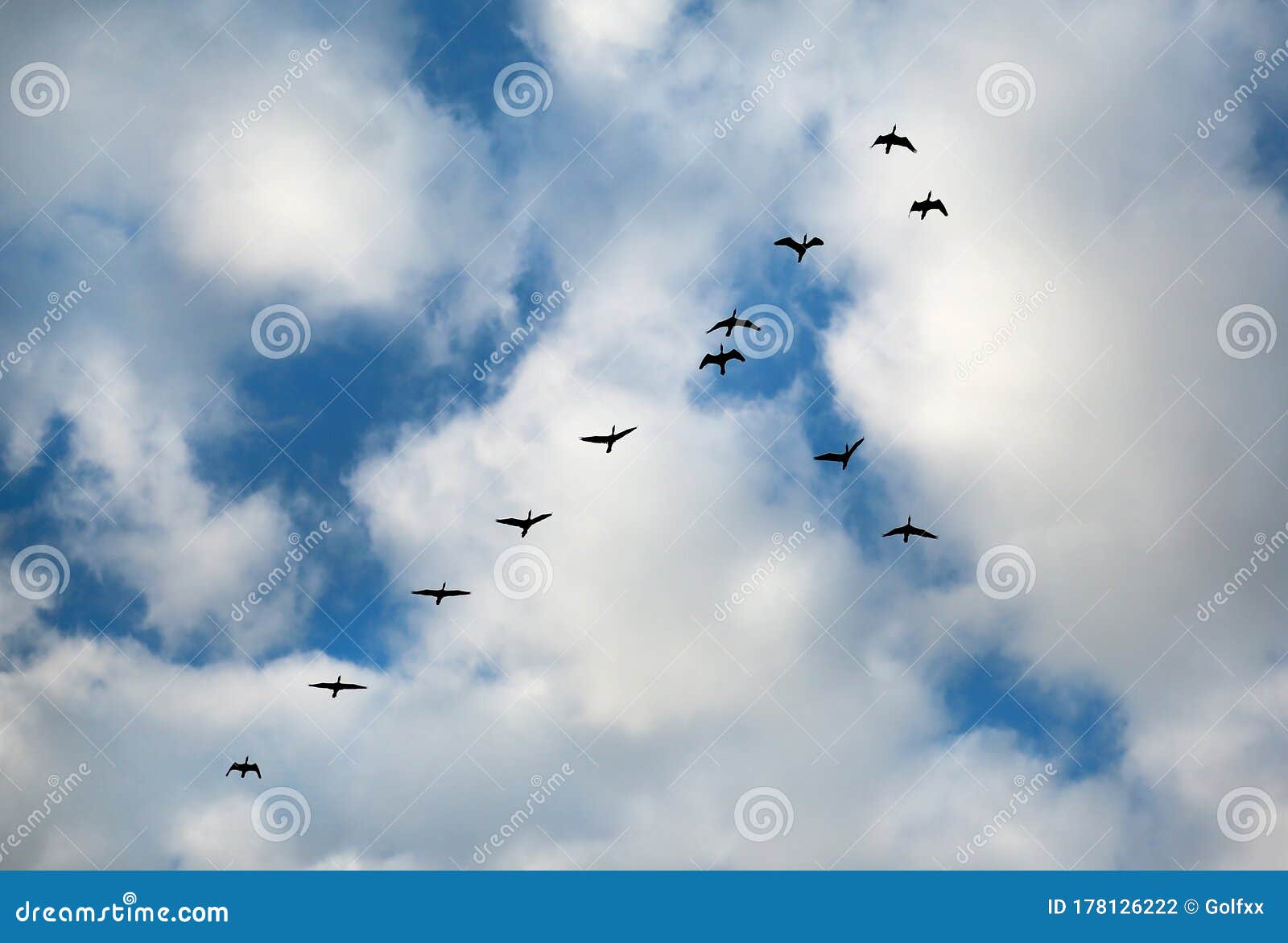 Many Birds Flying Up in the Cloud Sky Stock Photo - Image of freedom ...