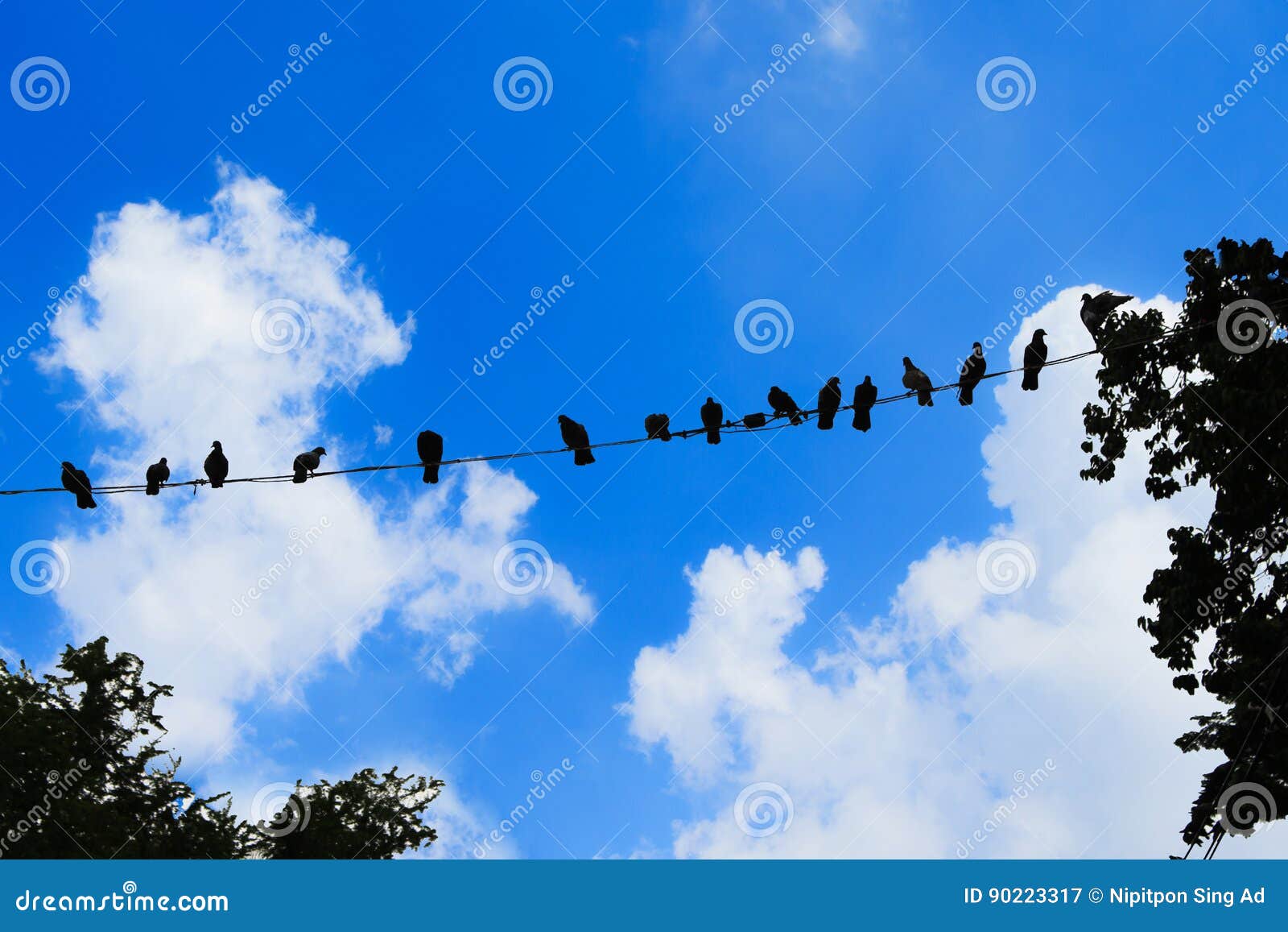 Birds On A Line At Skadarsko Jezero Swamp Stock Photo | CartoonDealer ...