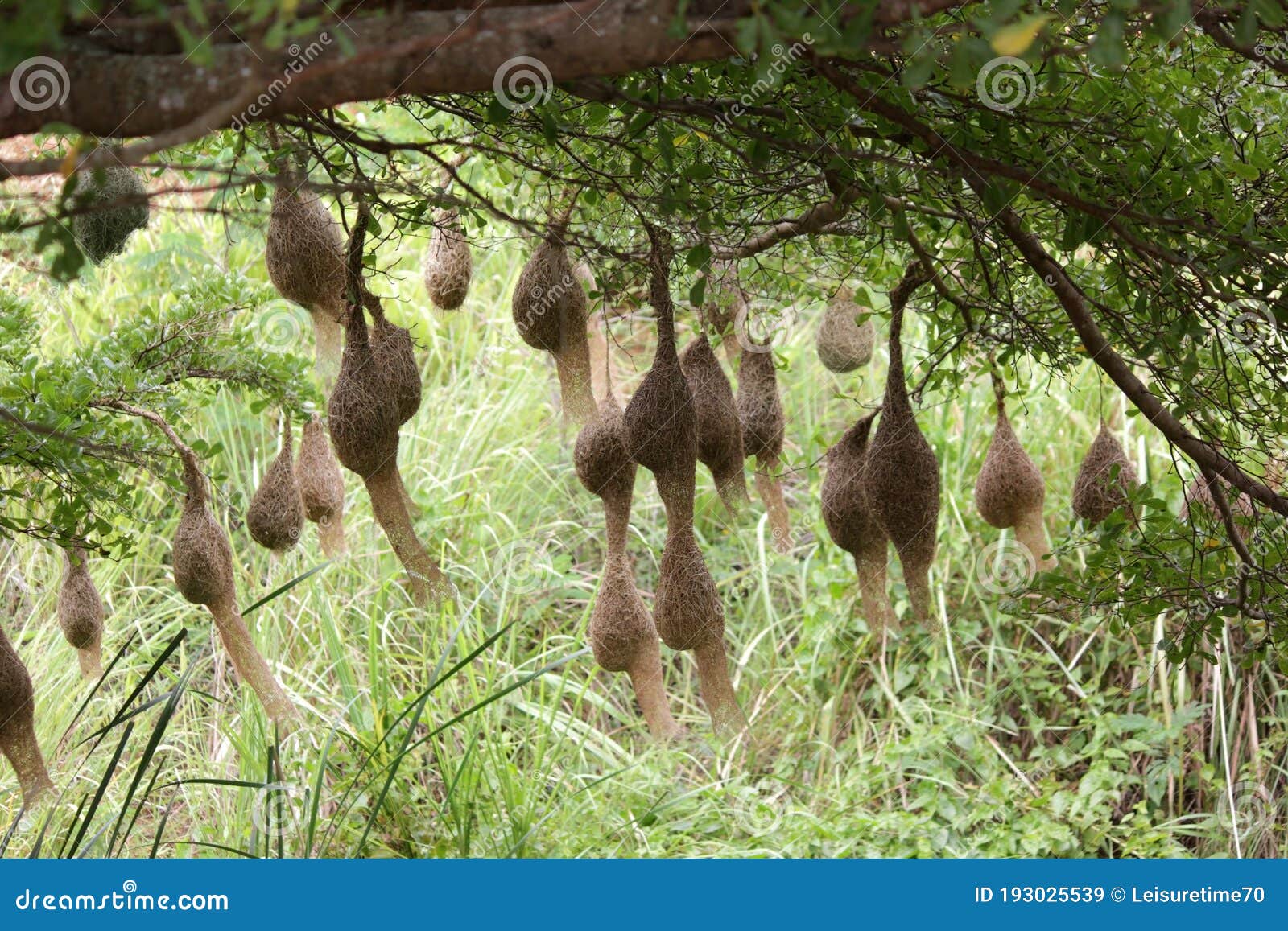Many Birds Nest on the Trees Stock Image - Image of wildlife, tree ...