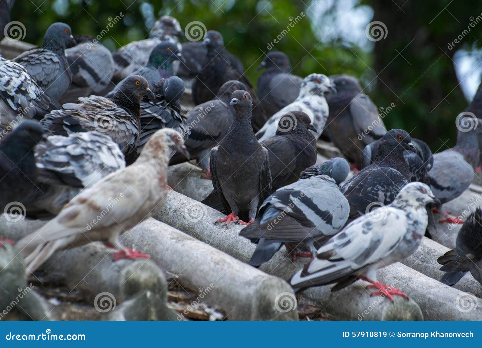 Many birds stock image. Image of flock, relax, sunset - 57910819