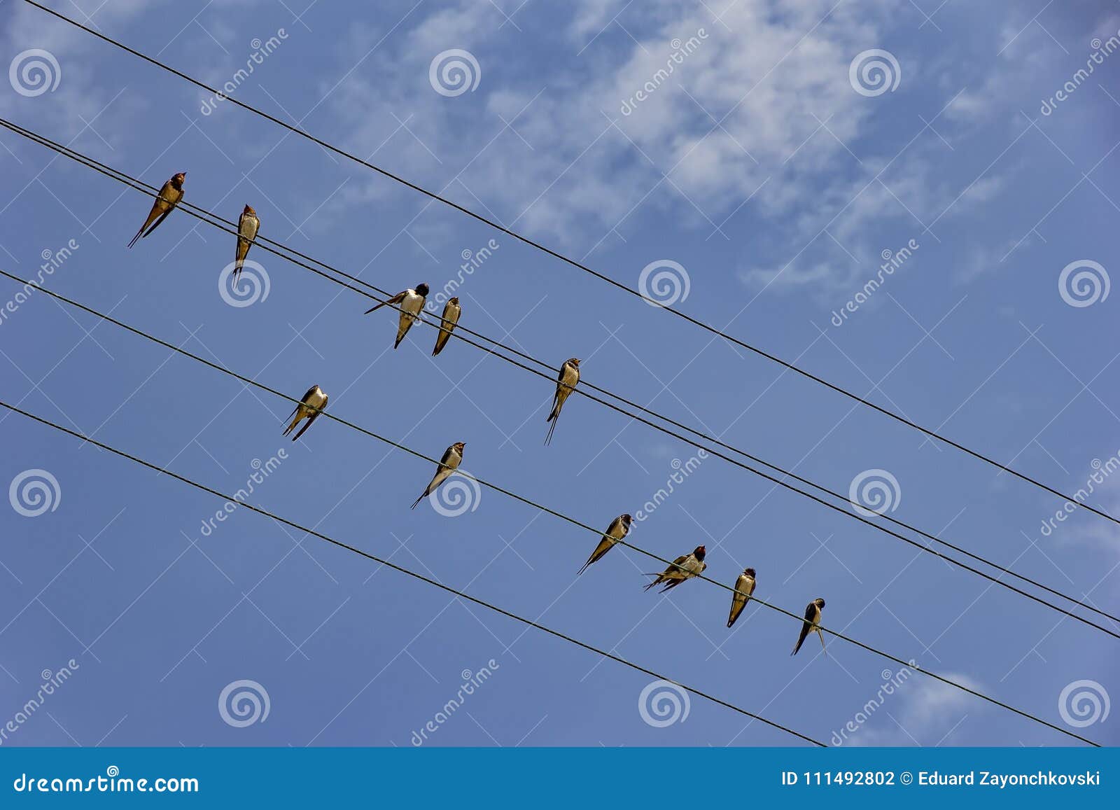Many Birds are Sitting on the Power Line Cable. Stock Photo - Image of ...
