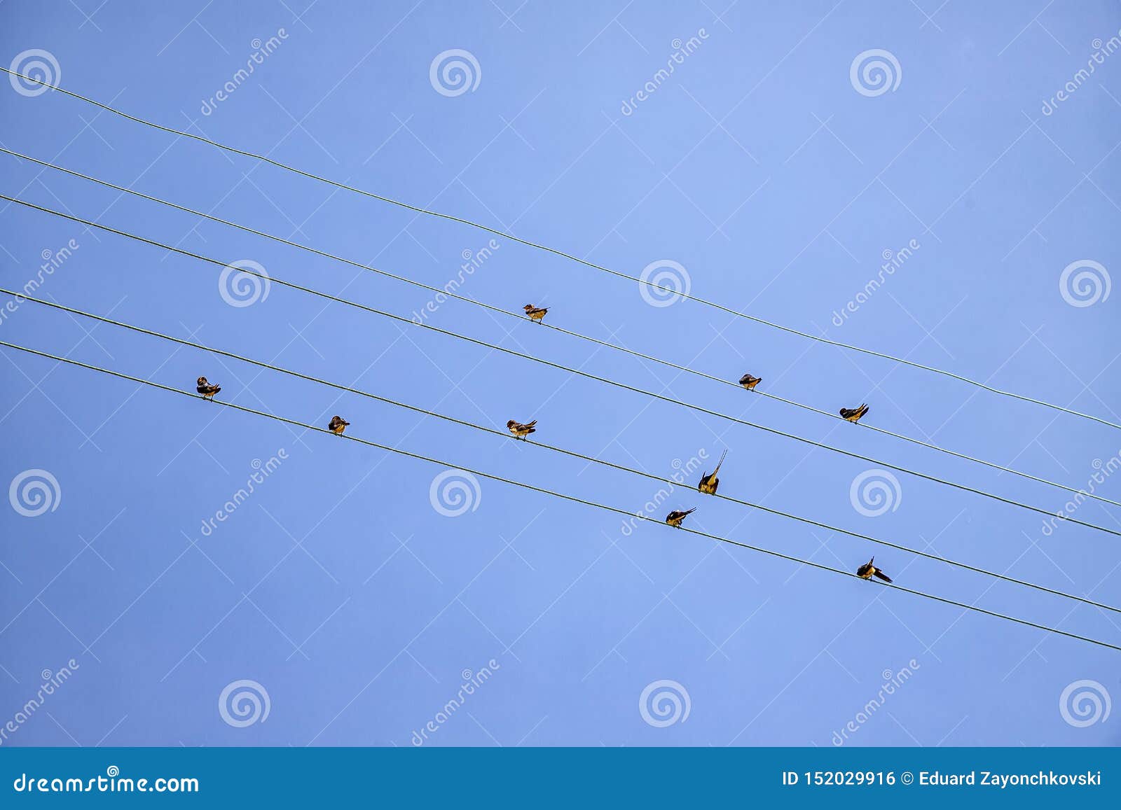 Many Birds are Sitting on the Power Line Cable. Stock Photo - Image of ...