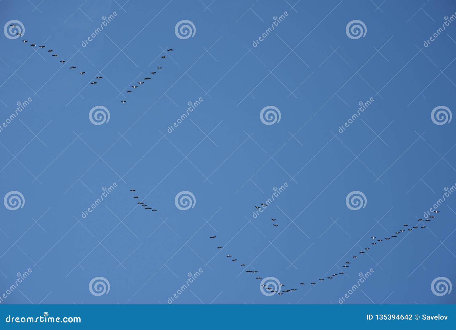 Many birds in the sky stock photo. Image of away, brood - 135394642