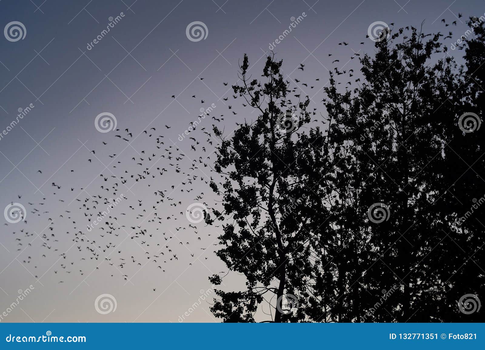 Many birds in the sky stock image. Image of gradient - 132771351