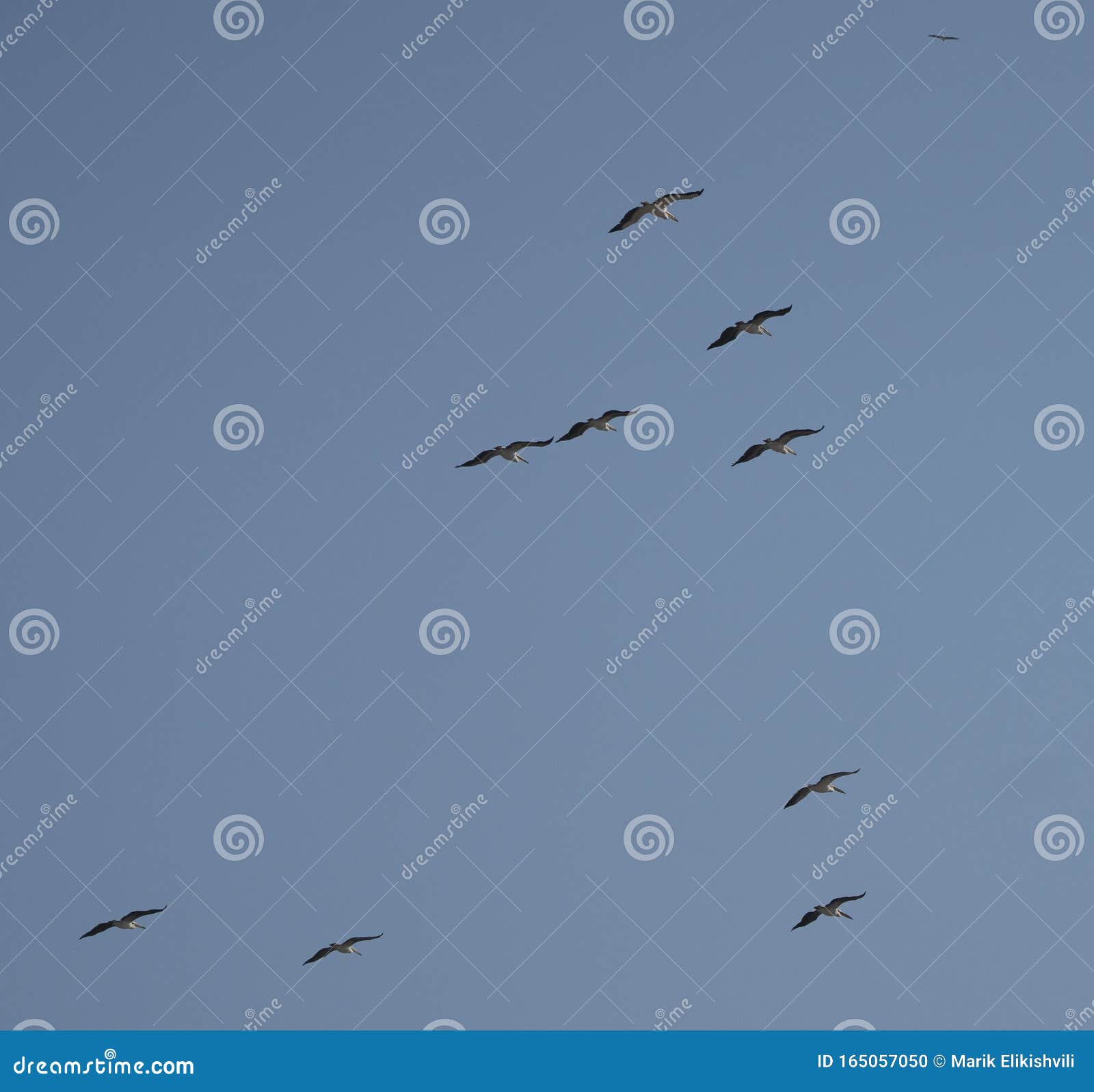 Many birds in the sky stock photo. Image of asian, nice - 165057050