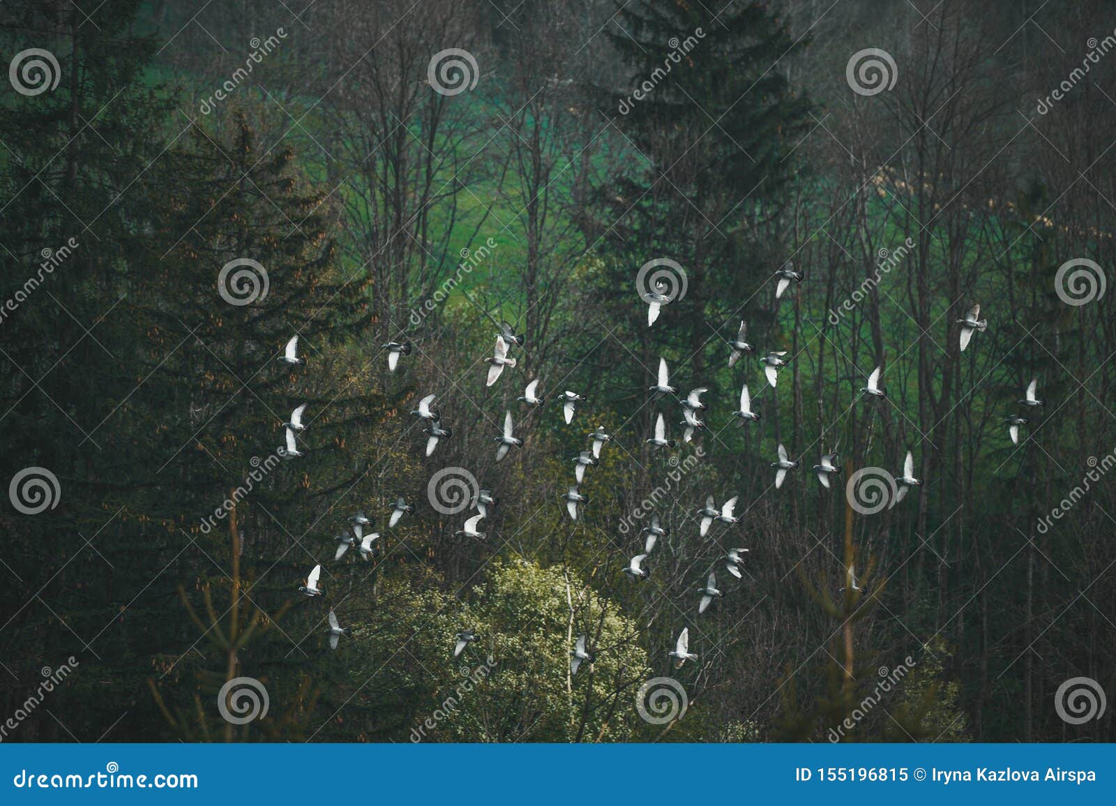 Many Birds Taking Flight in the Early Morning Light Stock Image - Image ...