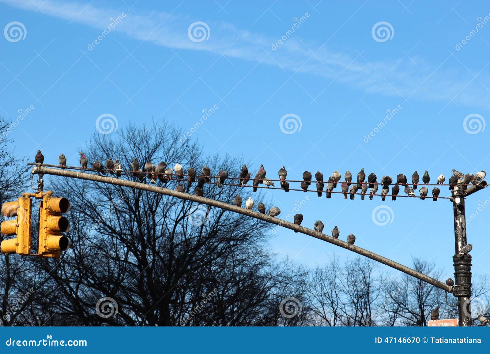 Many Birds on Traffic Light Stock Photo - Image of pole, flock: 47146670
