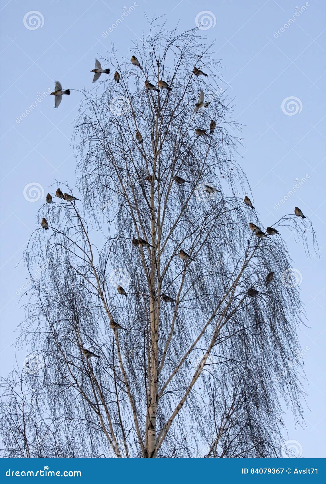 Many birds on the tree stock image. Image of greedy, feeding - 84079367