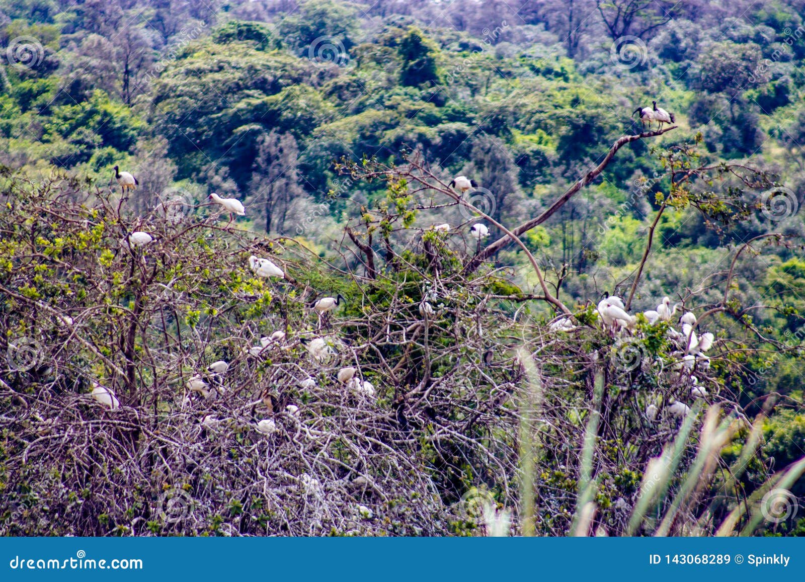 Many birds on a tree stock image. Image of wilderness - 143068289