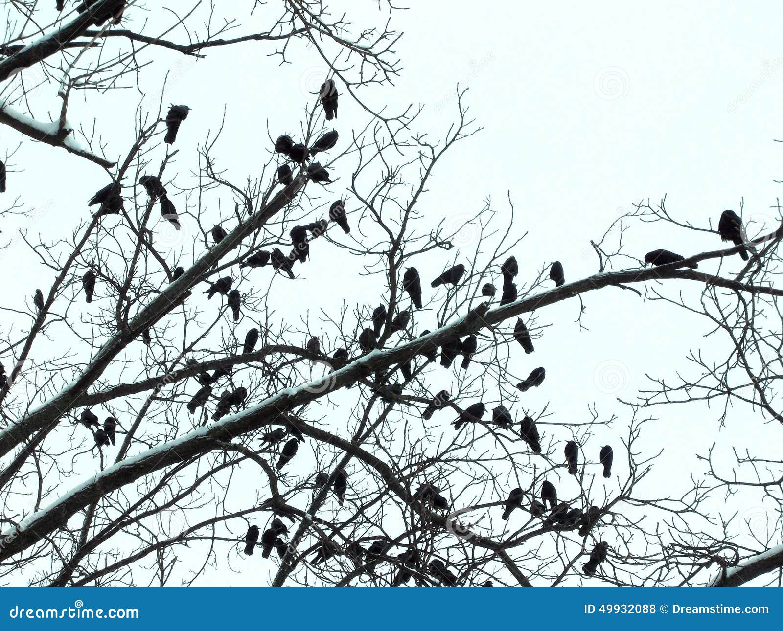 Many birds on the tree stock photo. Image of winter, cold - 49932088