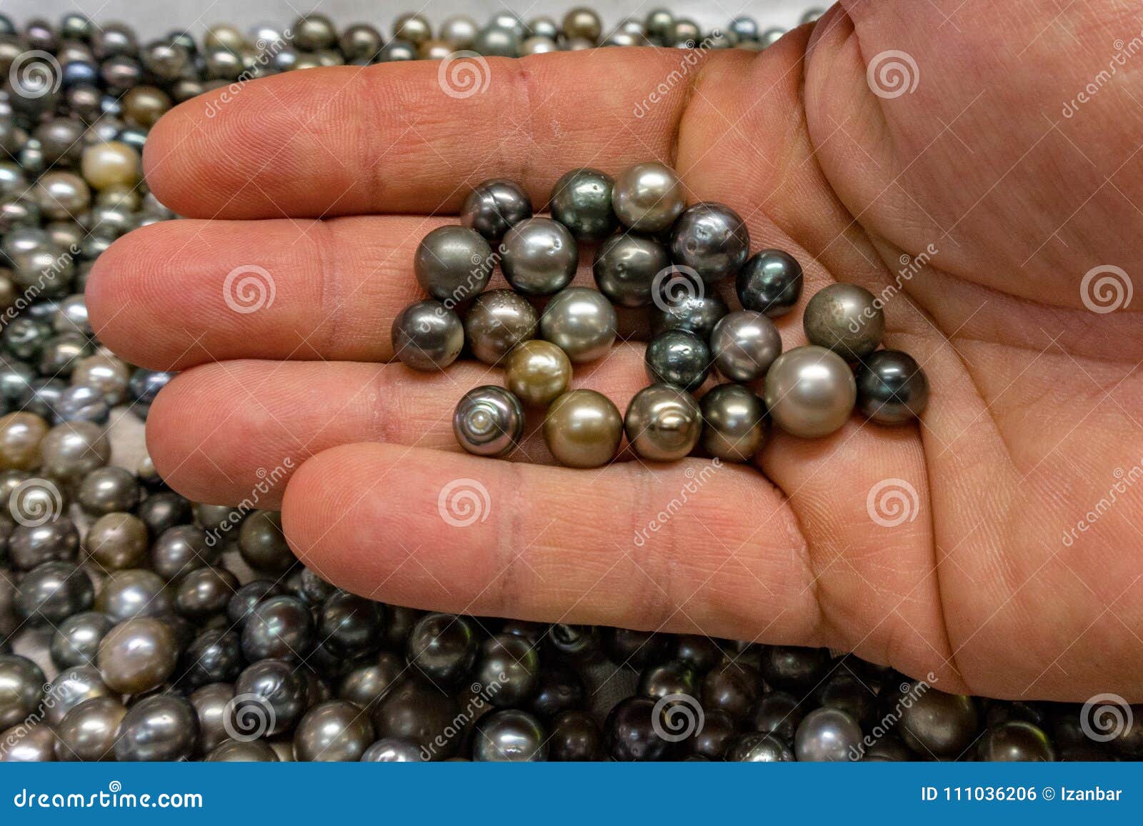 Black Pearls in Polynesia Cook Islands Stock Photo - Image of glossy ...