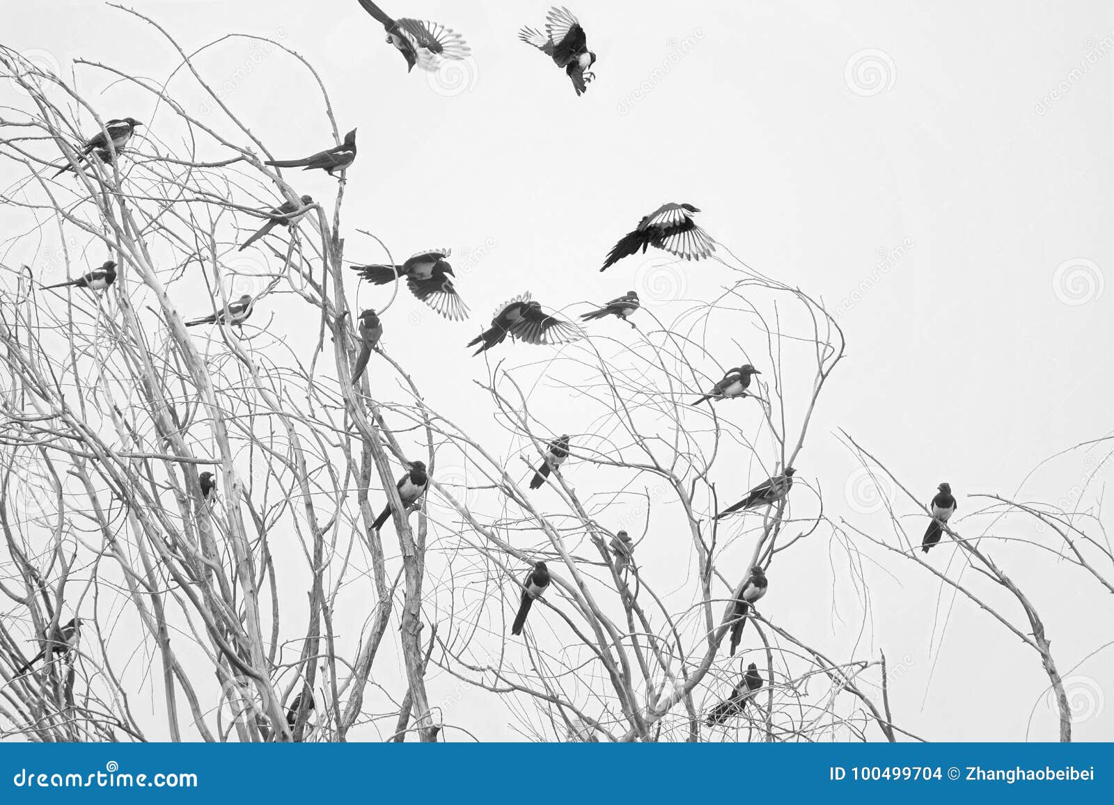 Pied magpie stock photo. Image of wildlife, tree, branch - 100499704