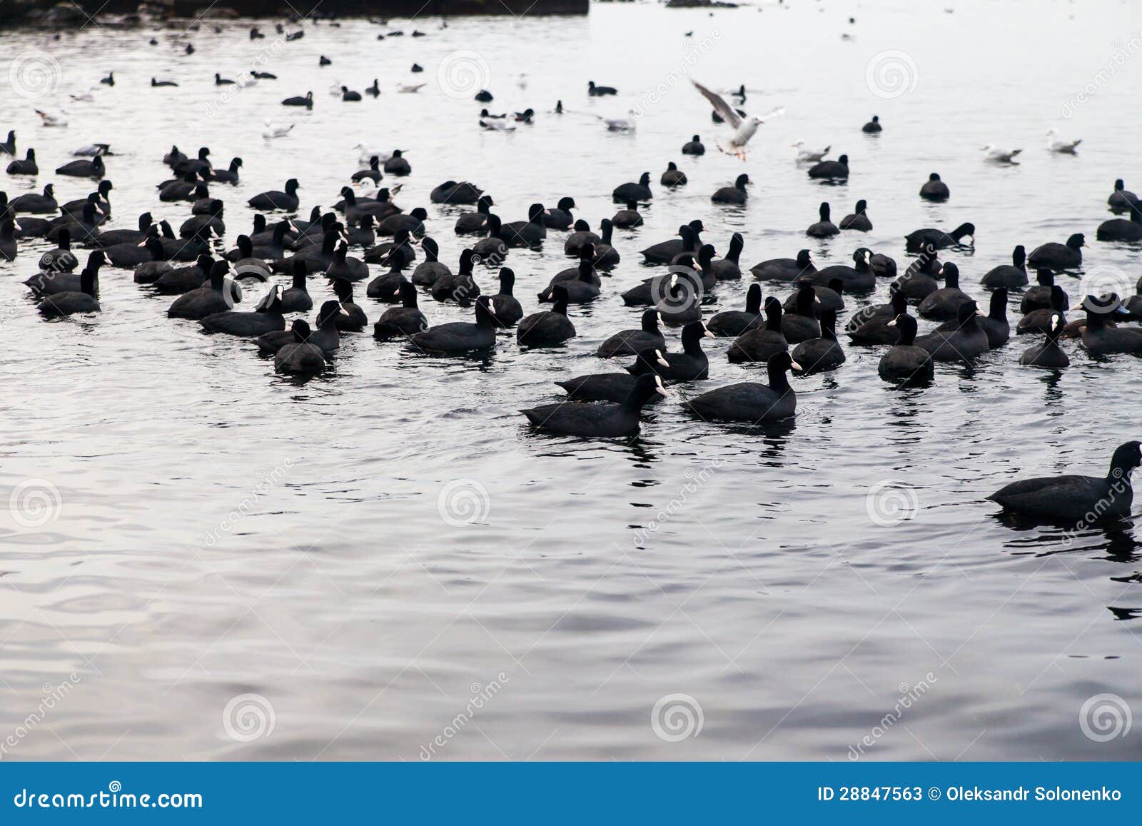 Many Black Sea Ducks Floating in the Sea Stock Image - Image of ...