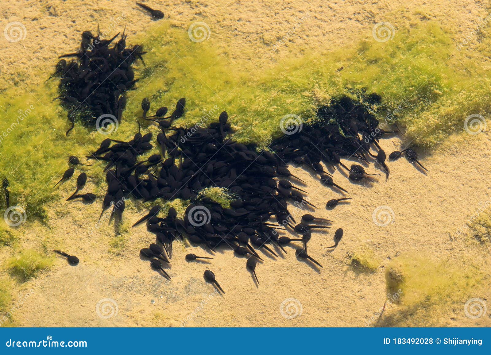 Tadpoles stock photo. Image of life, stream, tadpole - 183492028