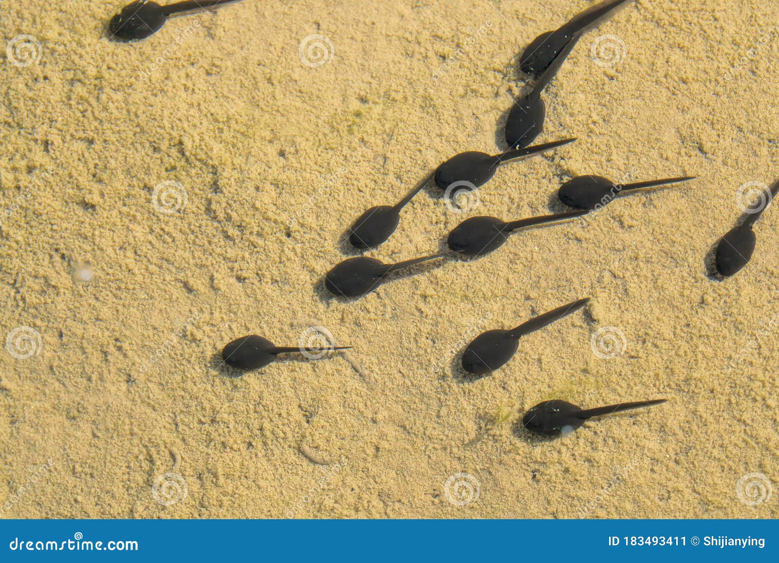 Tadpoles stock image. Image of todpoles, animals, polliwogs - 183493411