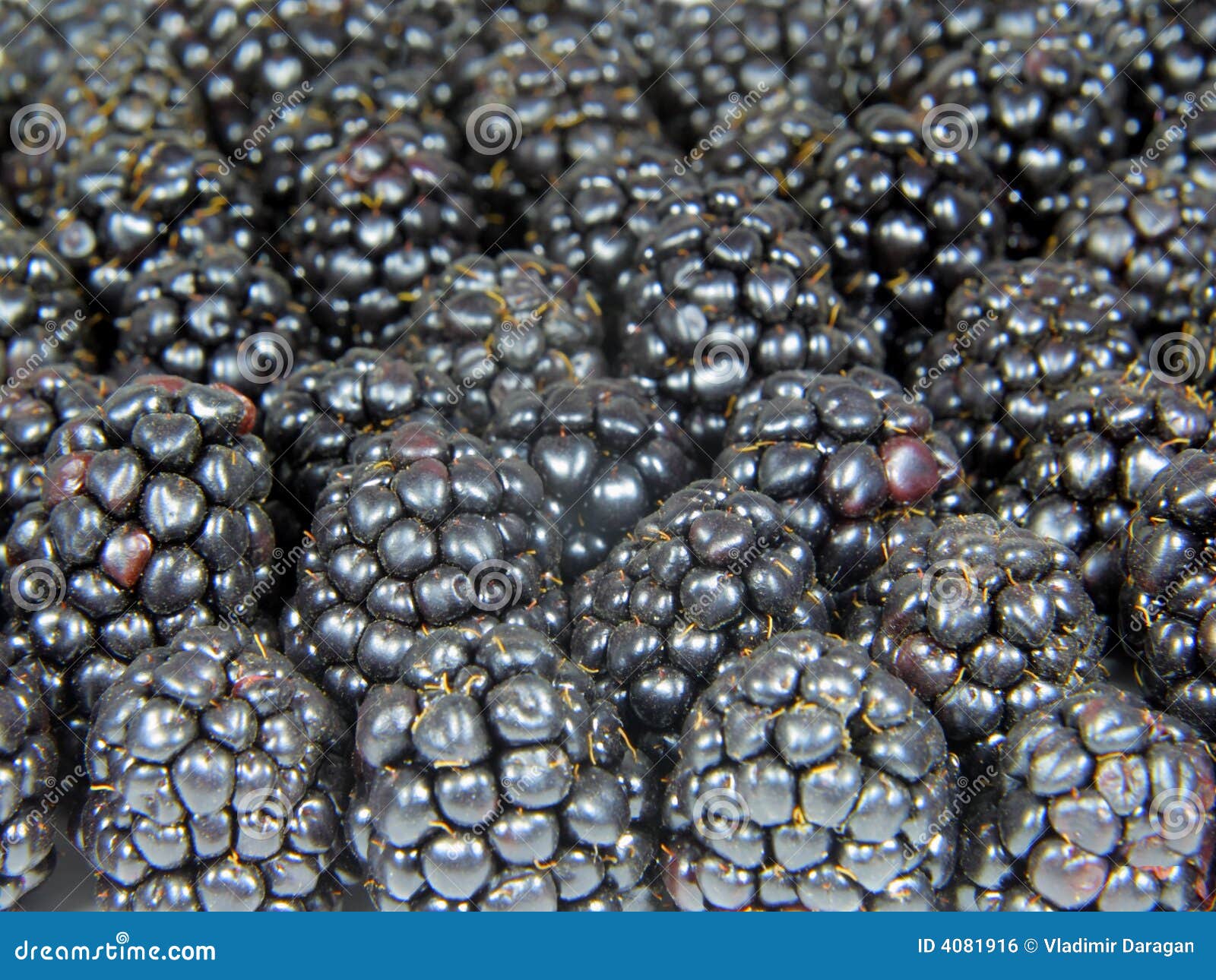 Many blackberries close-up stock photo. Image of black - 4081916