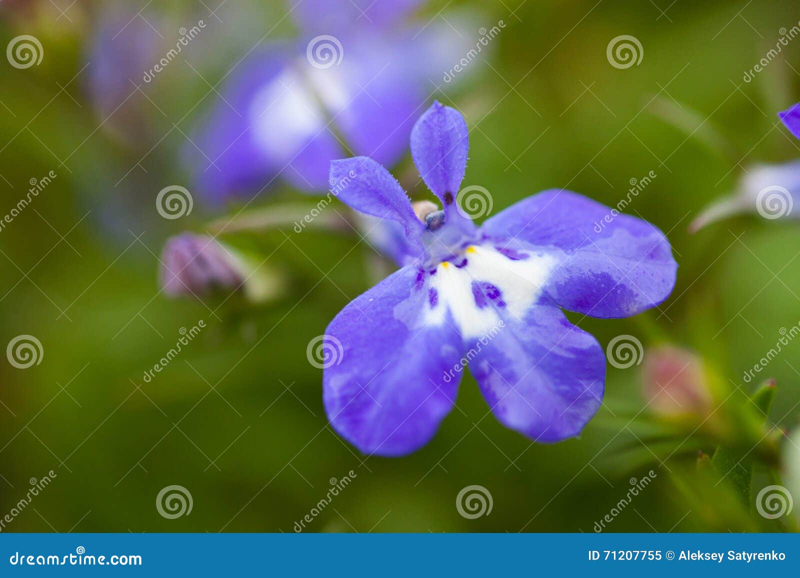 Many Blue Flowers As a Background Lobelia Stock Image - Image of detail ...