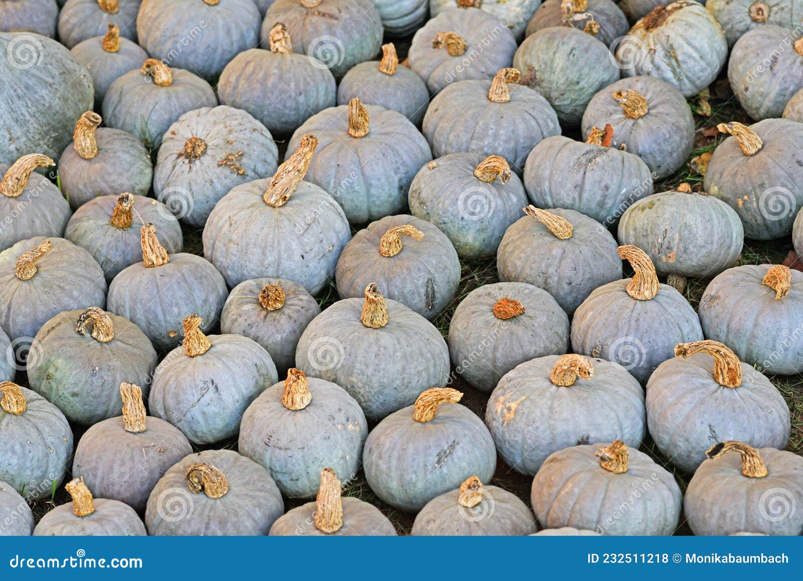 Many Blue Kuri Squashes with Bluish Skin Stock Photo - Image of ...