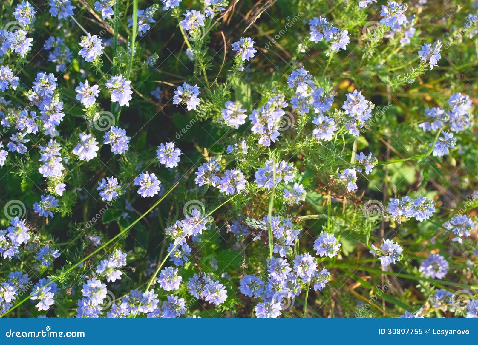 Many Blue Round Wild Flowers Stock Image - Image of nature, botany ...