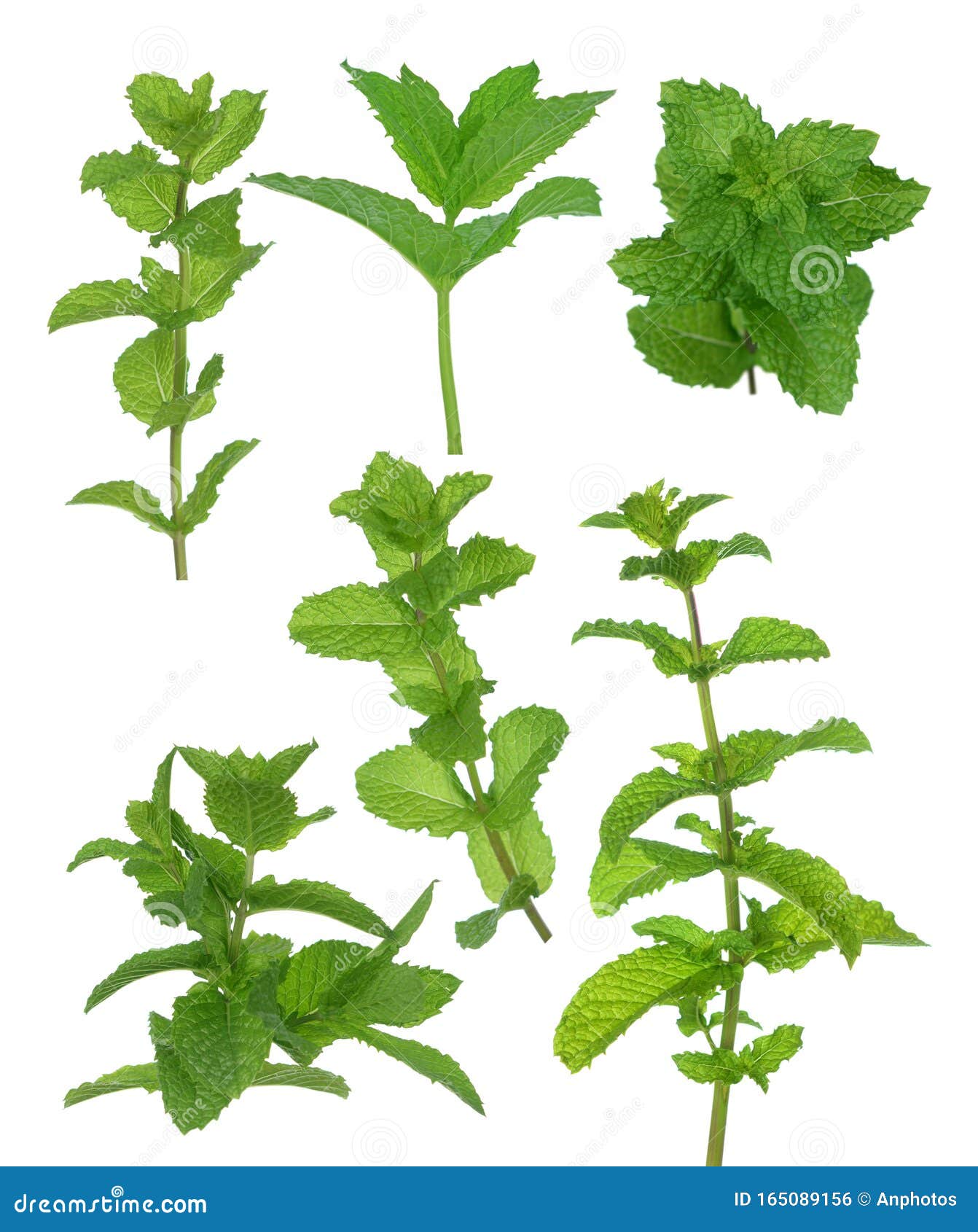 Branch of mint stock photo. Image of flavor, spearmint - 165089156
