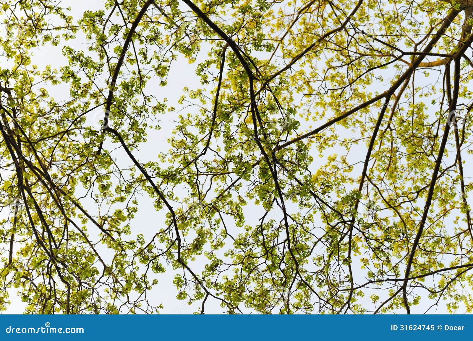 Many Branch of Trees on Sky Backgrounds. Backlight Photo Stock Image ...