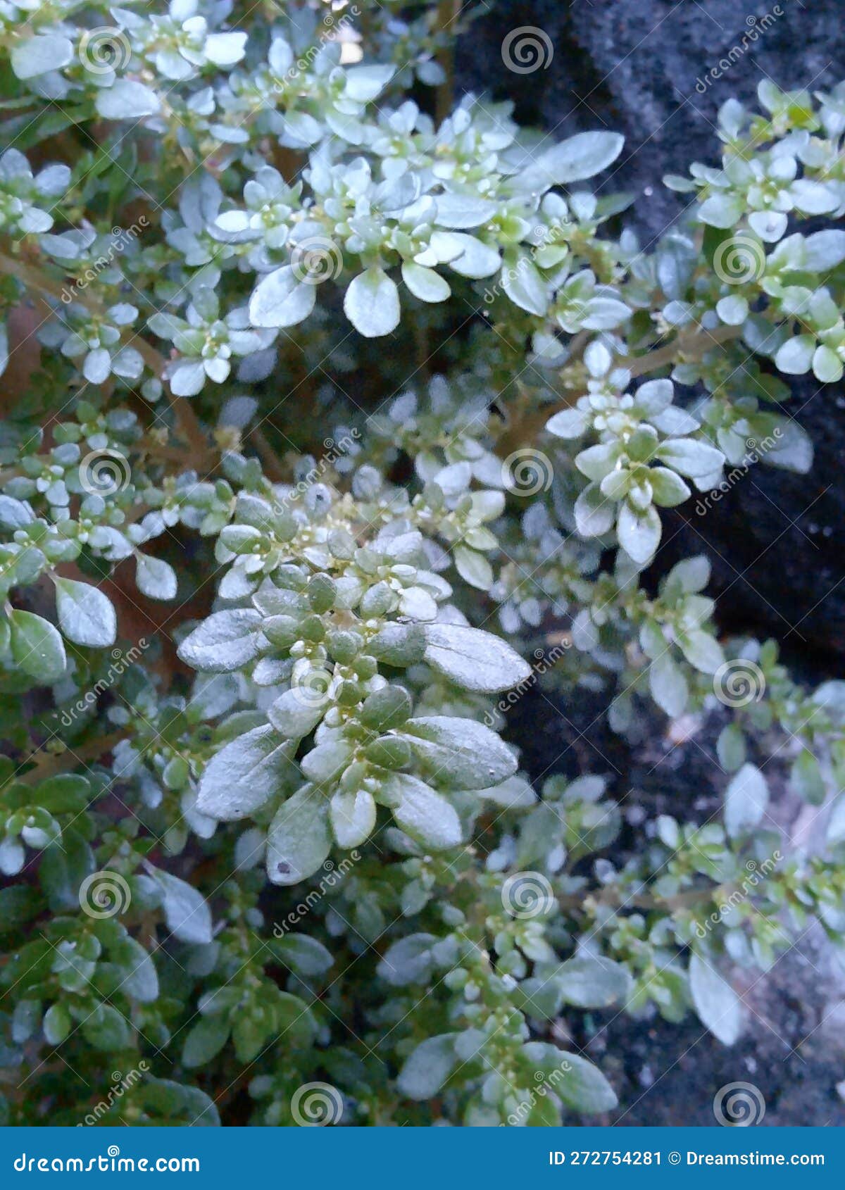Many Branched Grass Plants and Lush Stock Image - Image of grass, lush ...