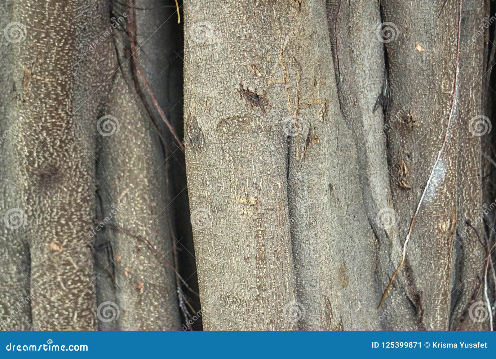 The Root of a Branching Banyan Tree with a Rough Texture Stock Image ...