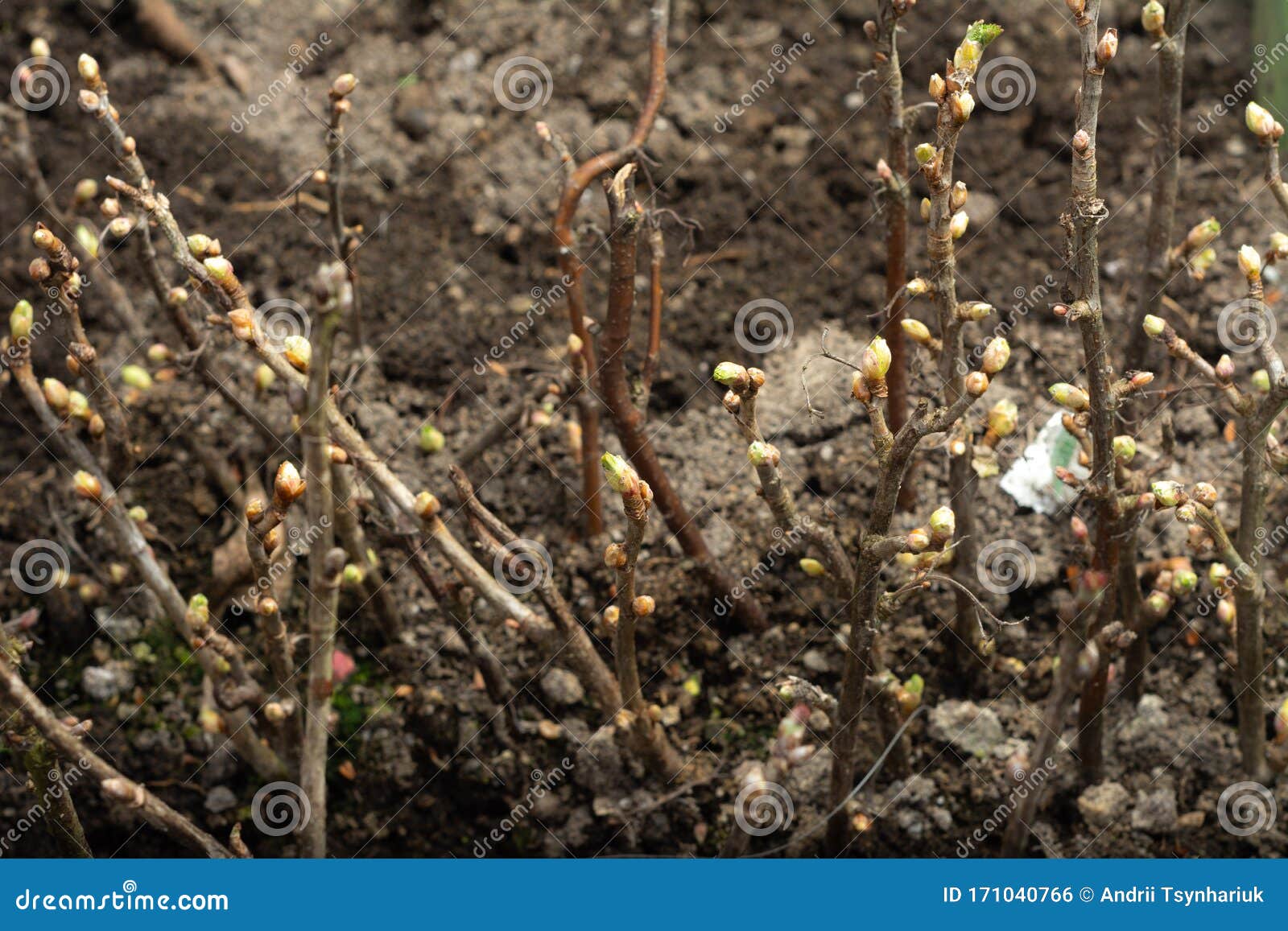 Many Branches with Buds for Vegetative Propagation Stock Photo - Image ...