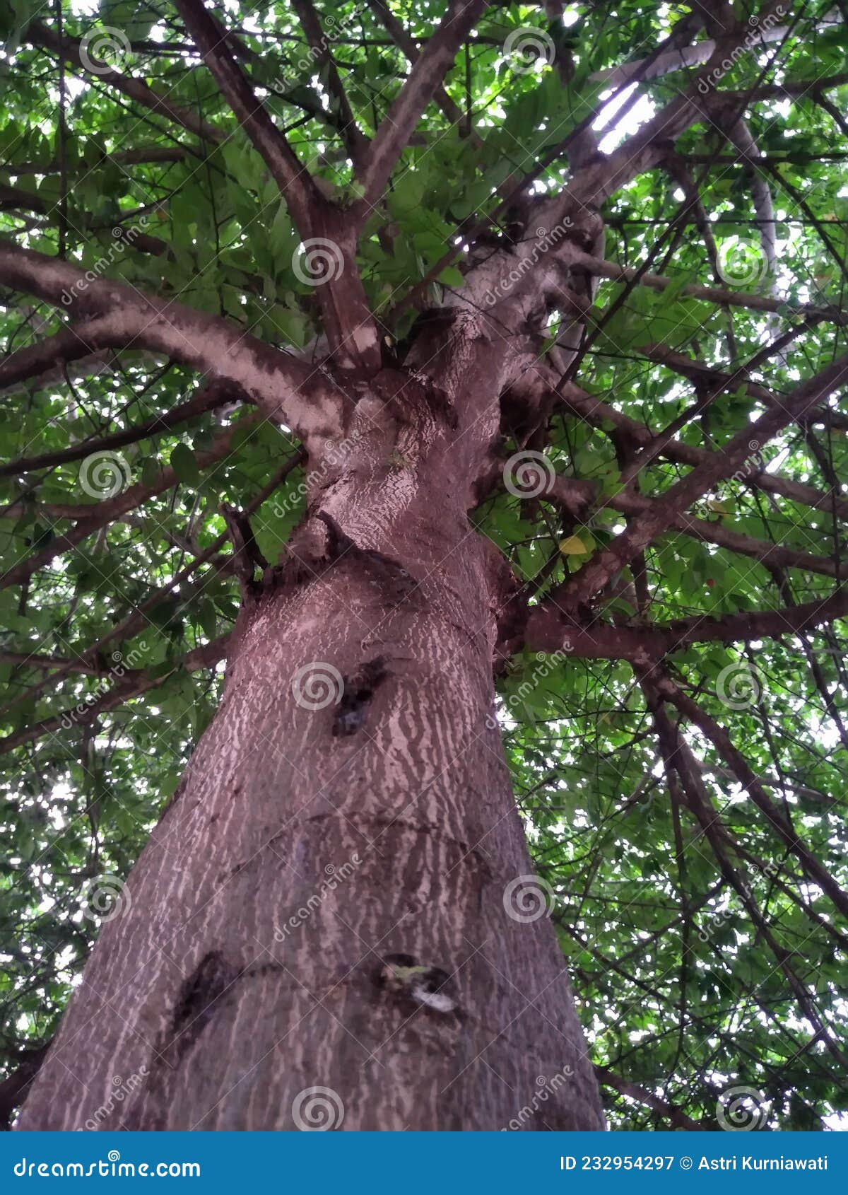 Many Branches Grow on the Branches of the Crescent Tree Stock Image ...