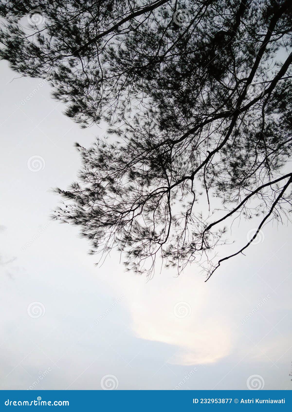 Many Branches Grow on the Branches of the Crescent Stock Image - Image ...