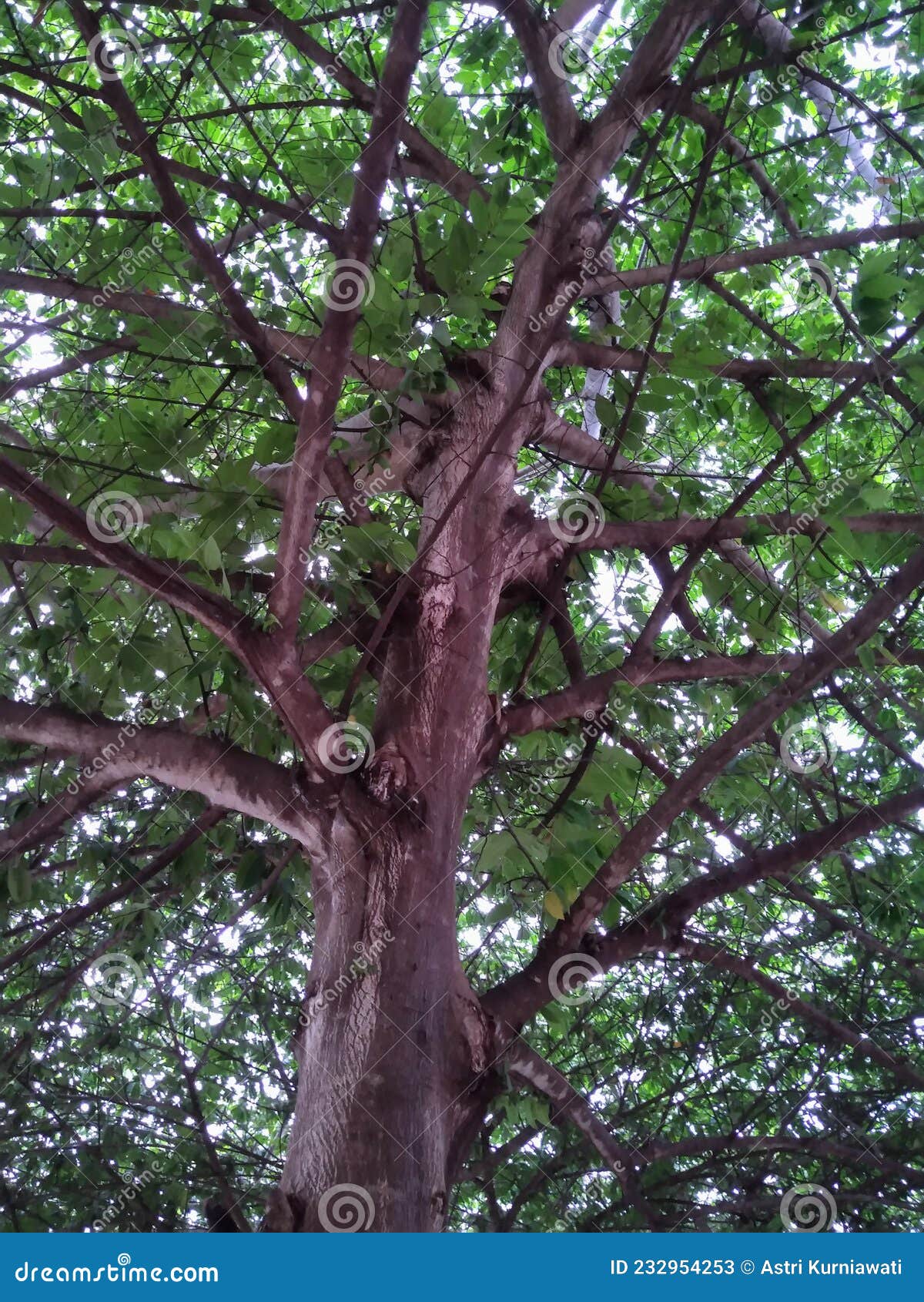 Many Branches Grow on the Branches of the Crescent Tree Stock Image ...