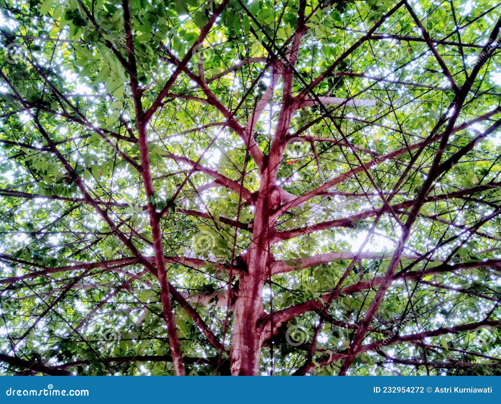 Many Branches Grow on the Branches of the Crescent Tree Stock Photo ...