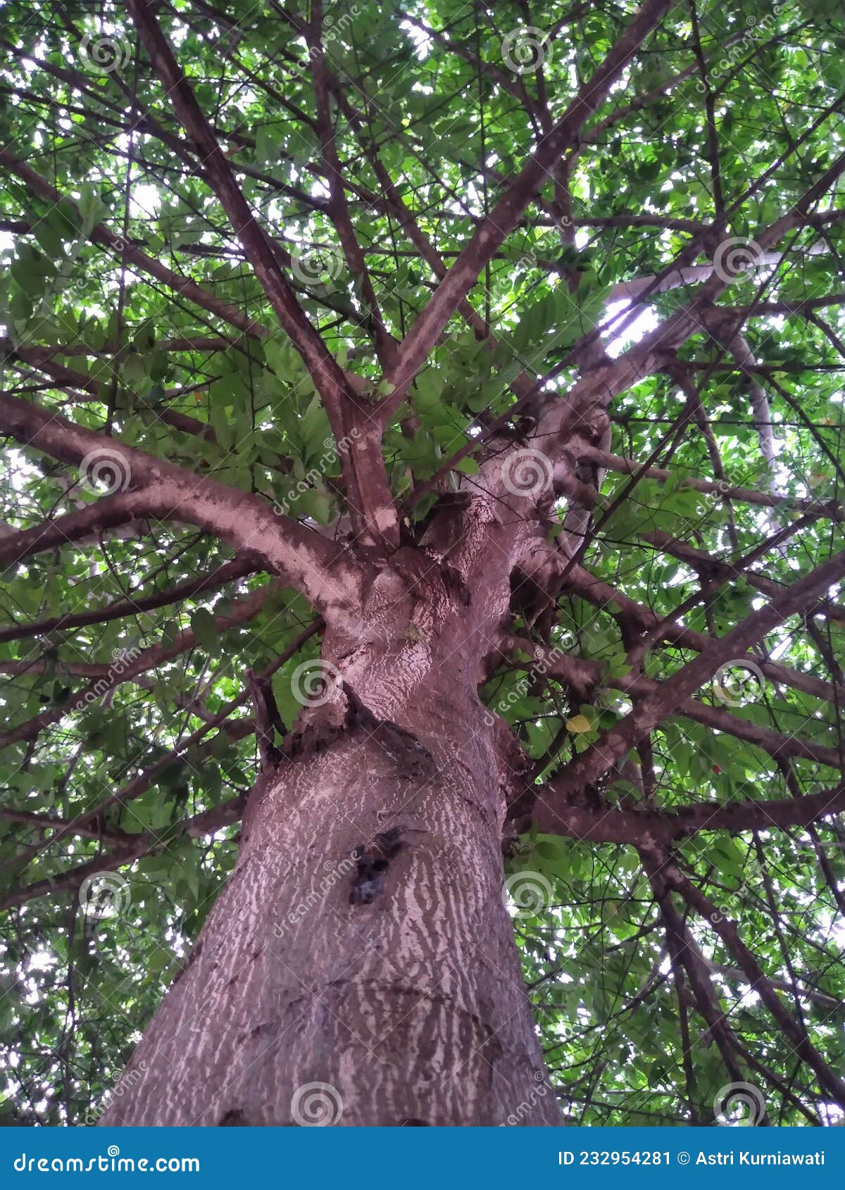 Many Branches Grow on the Branches of the Crescent Tree Stock Image ...