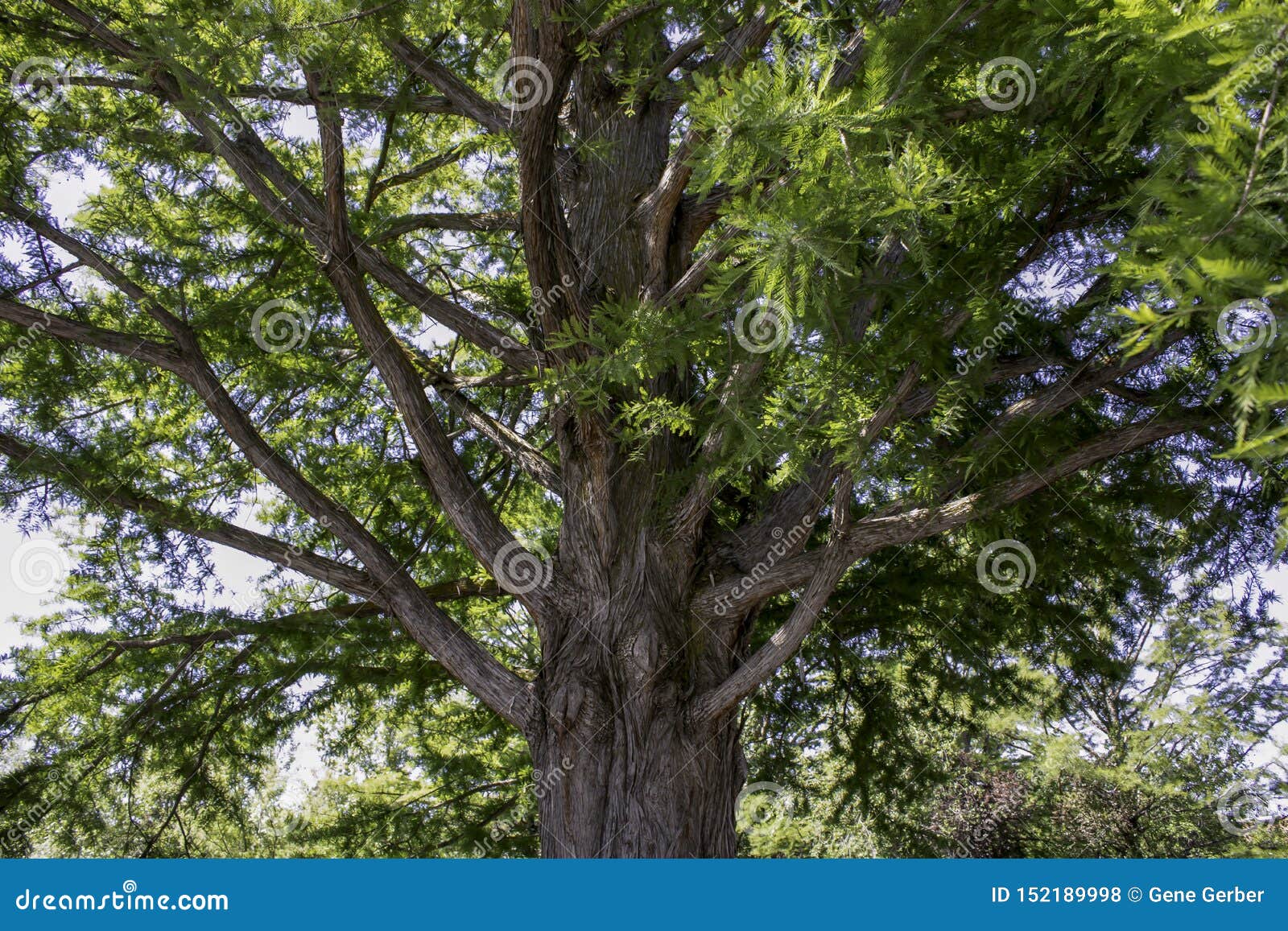So Many Branches stock photo. Image of green, nature - 152189998